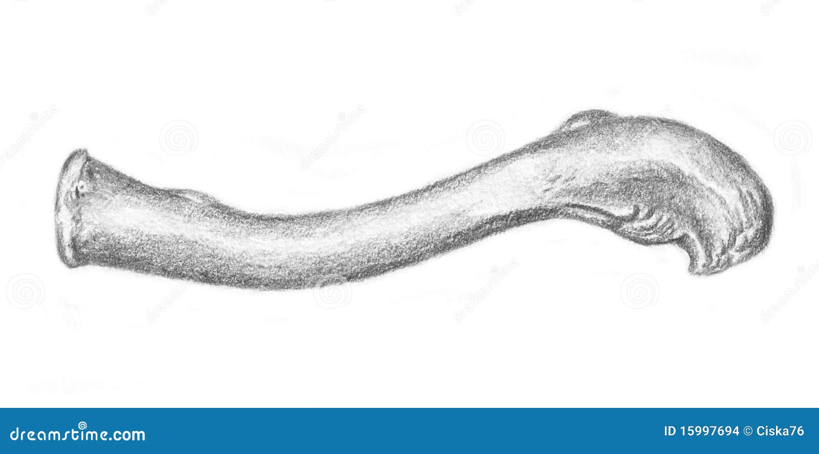 Linker Sleutelbeen - Skelet Stock Illustratie - Illustration of lichaam ...