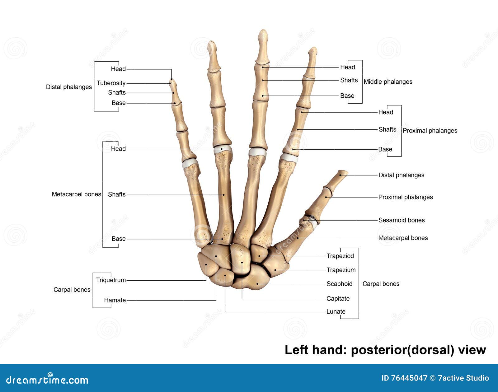 Linkerposterior& X28; Dorsal& X29; Mening Stock Afbeelding - Image of ...