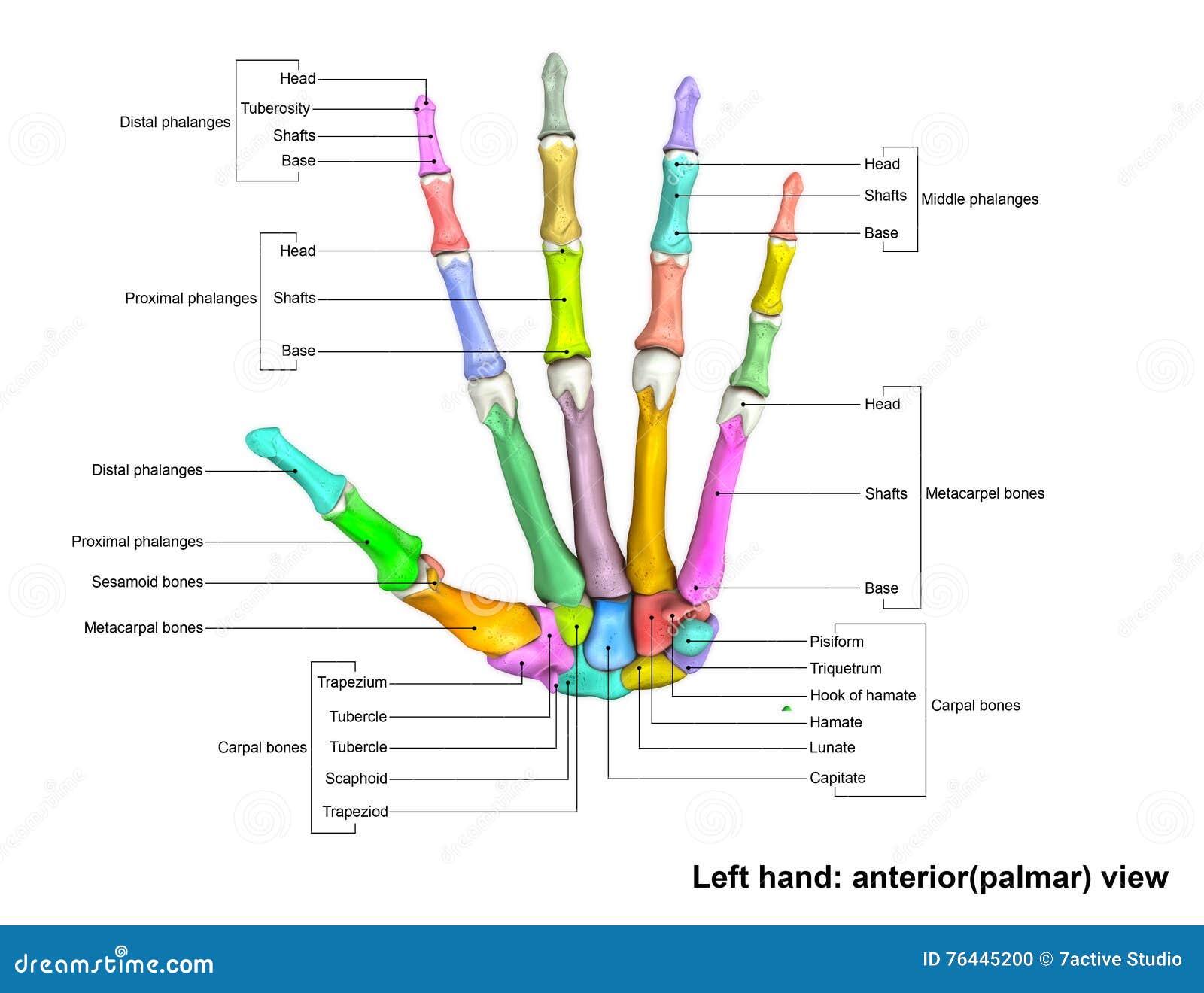 Linkes Hand-anterior& X28; Palmer& X29; Ansicht Stockfoto - Bild von ...