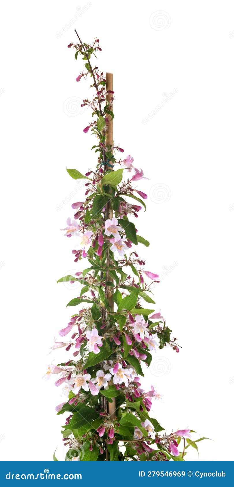 Linnaea Amabilis Is A Species Of Flowering Plant In The Family ...