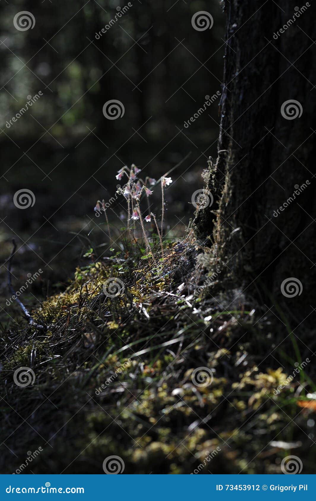 Linnaea borealis stock photo. Image of light, closeup - 73453912