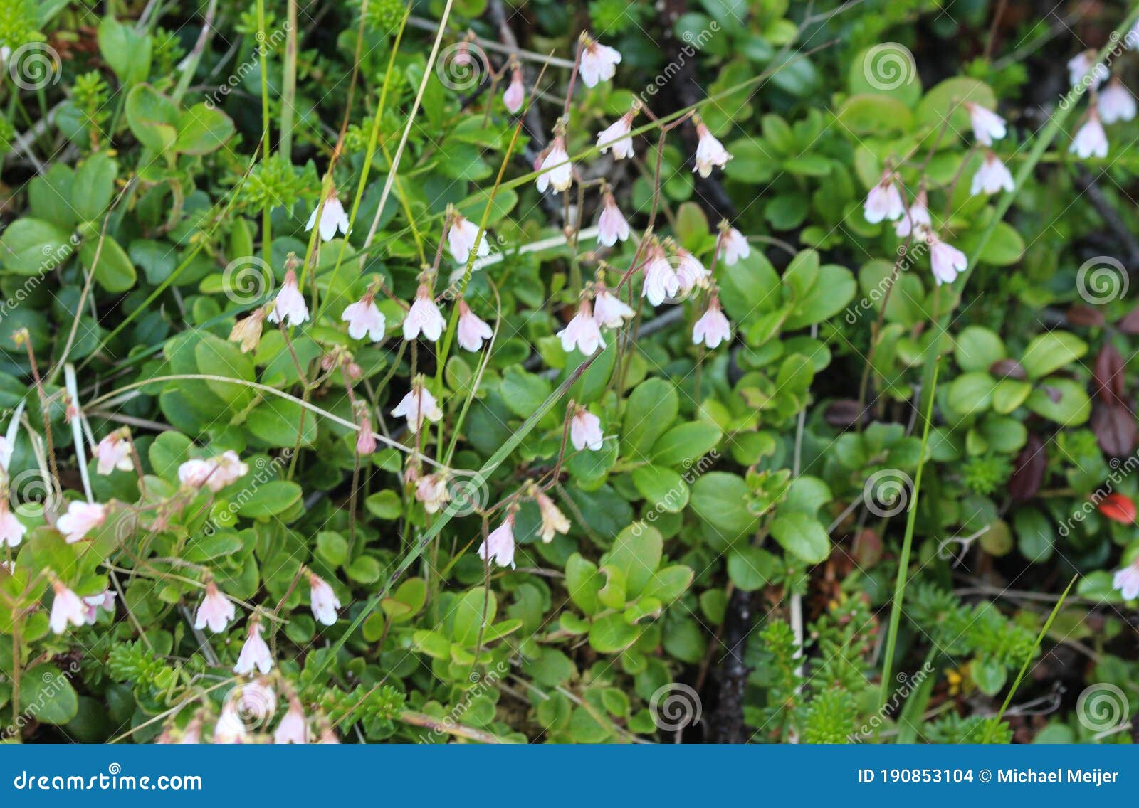 Linnaea Borealis Comúnmente Conocido Como Twflower Foto de archivo ...