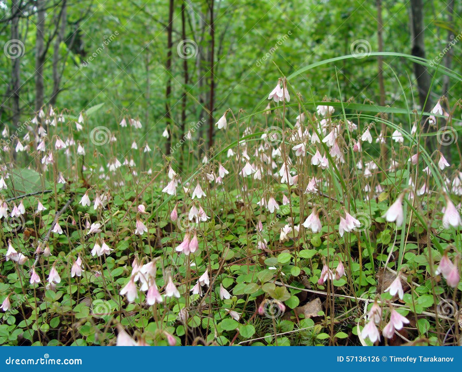 Linnaea borealis stock photo. Image of copyspace, copy - 57136126