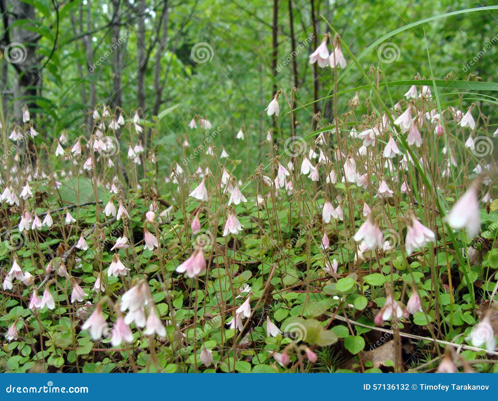 Linnaea borealis stock photo. Image of summer, twinflower - 57136132