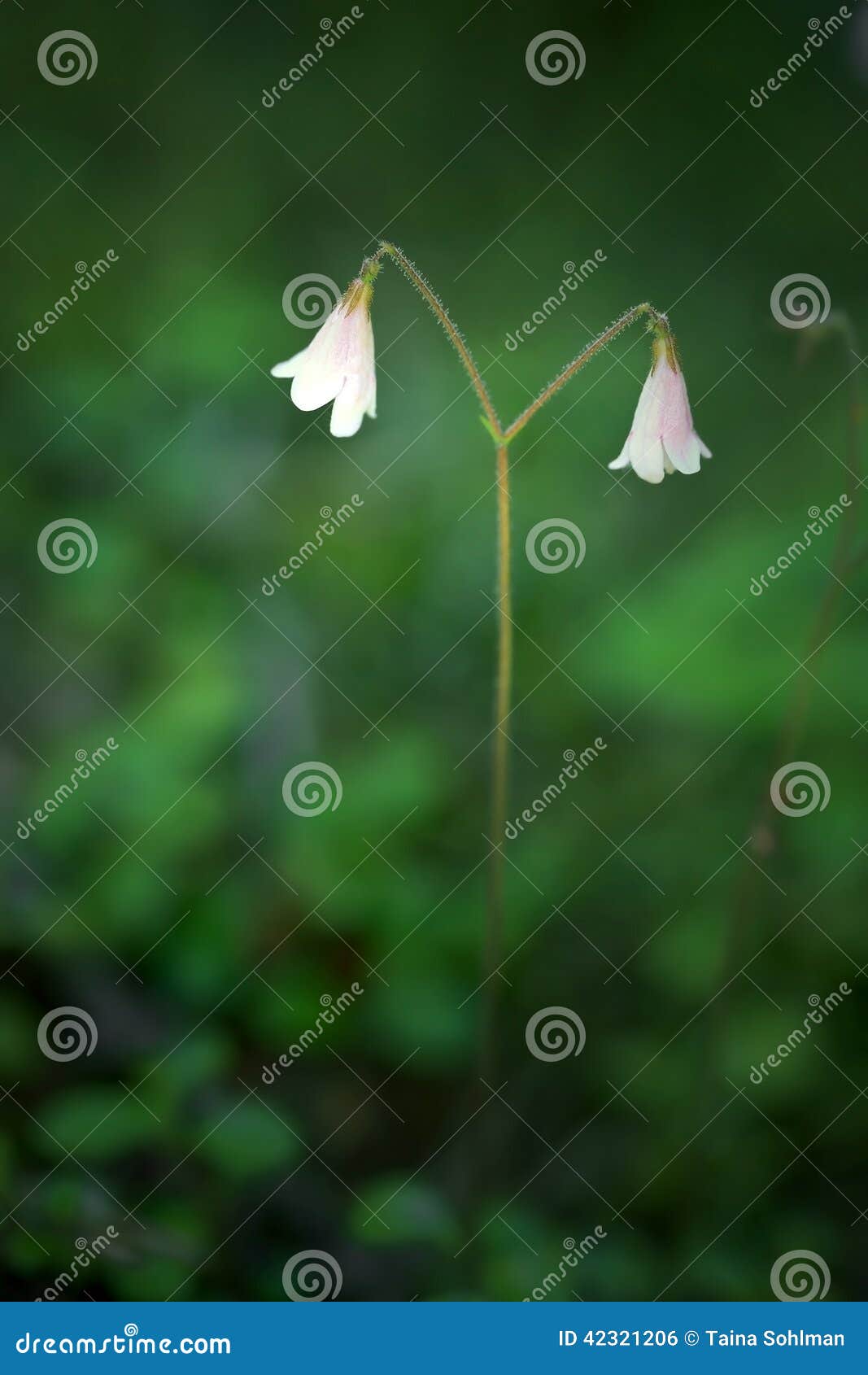 Linnaea Borealis (Twinflower) Stock Photo - Image of little, green ...