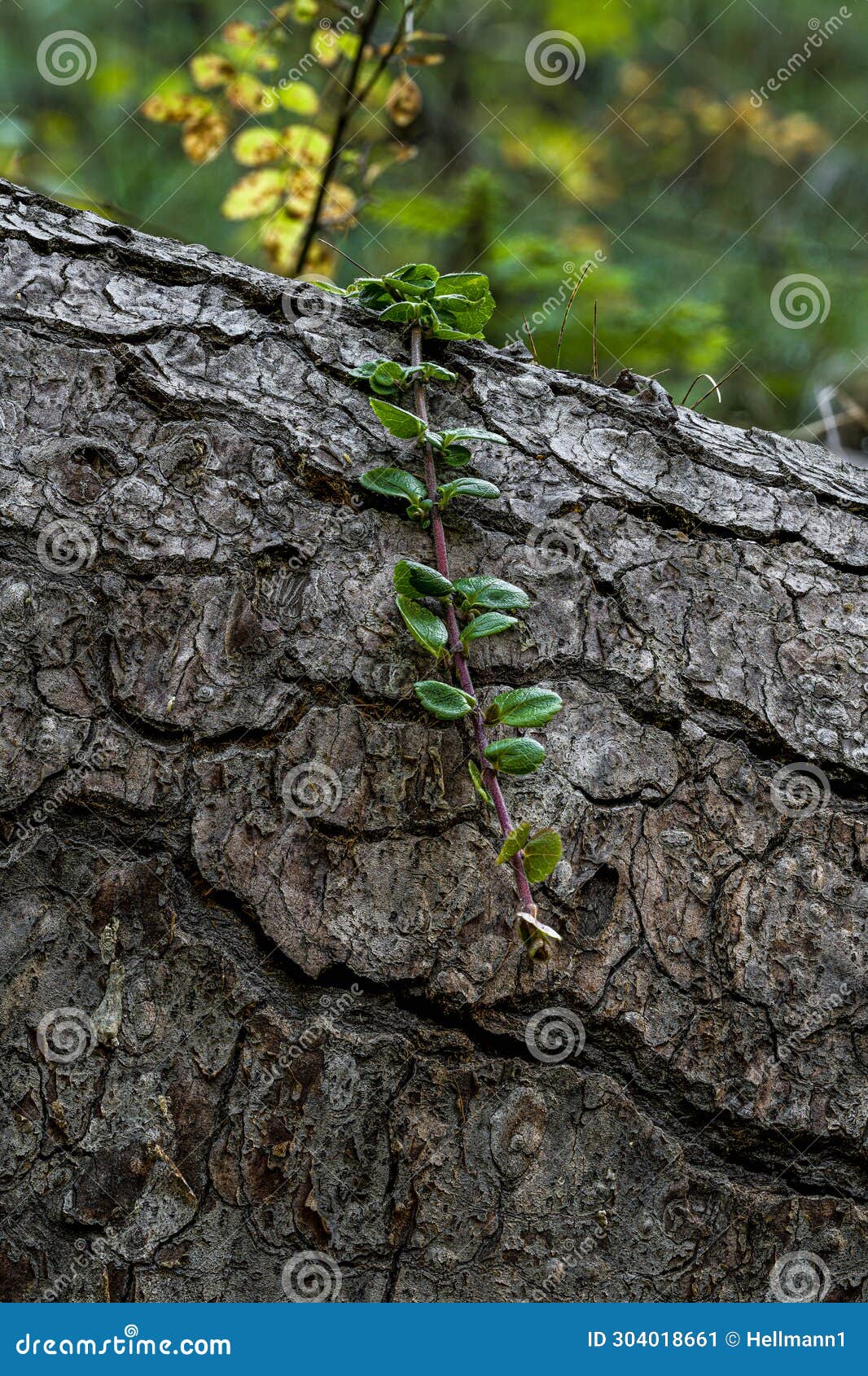 Linnaea Shoot stock image. Image of glossy, plant, blossom - 304018661