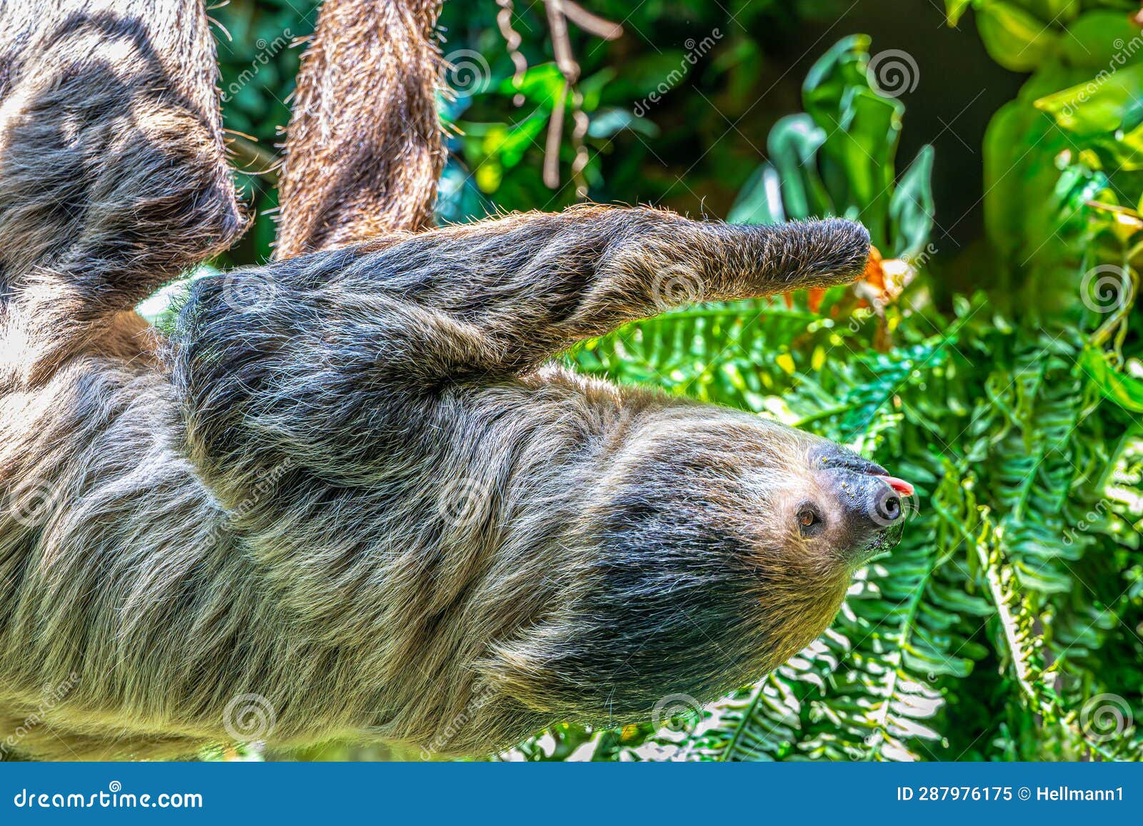 Linnaeus s Two-toed Sloth stock image. Image of infant - 287976175