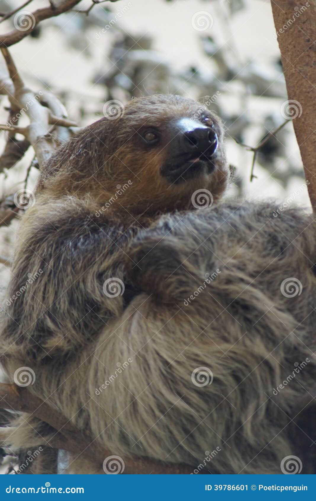 Linnaeus S Two-toed Sloth - Choloepus Didactylus Stock Image - Image of ...