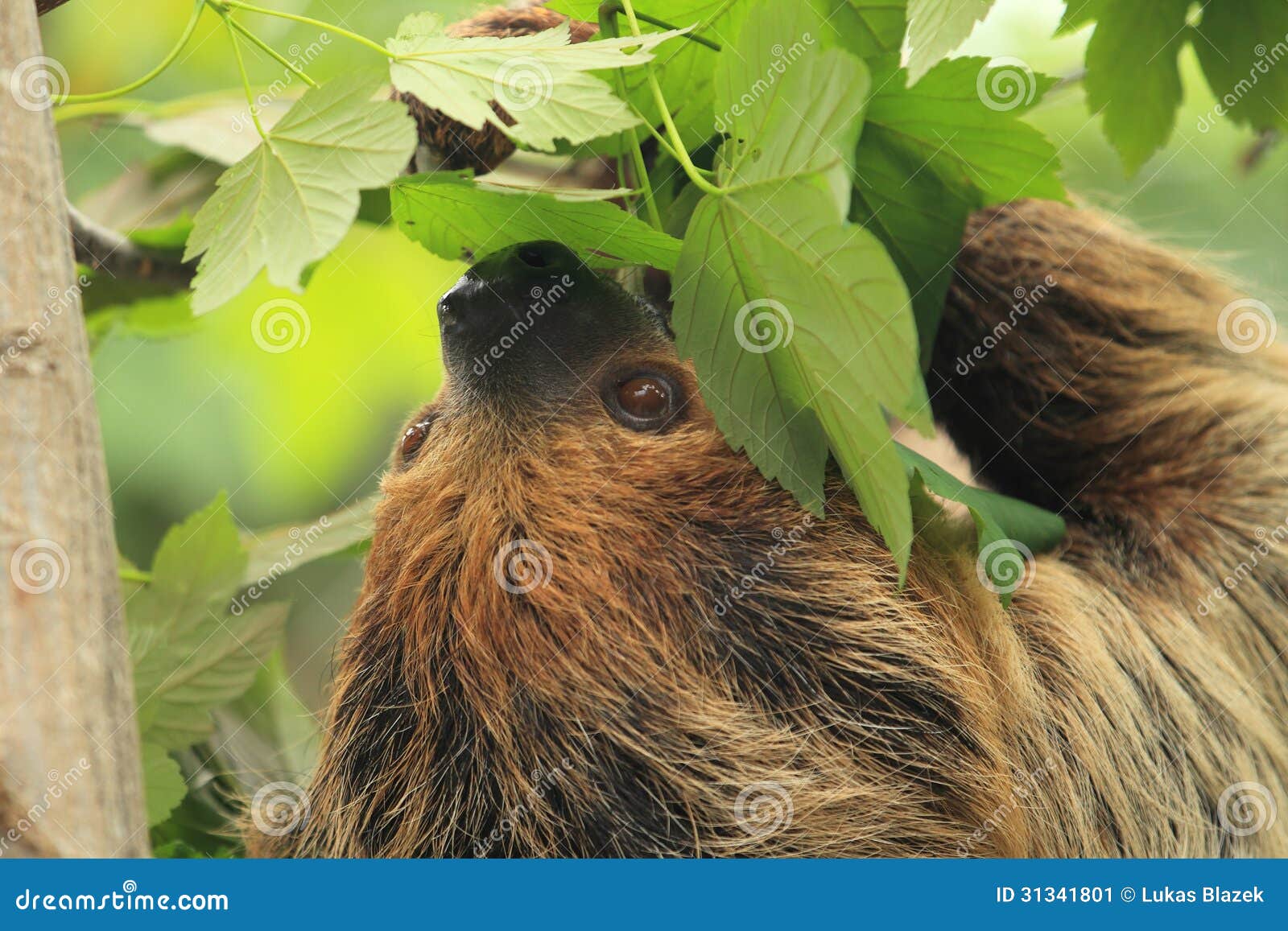 Linnaeus s two-toed sloth stock image. Image of choloepus - 31341801
