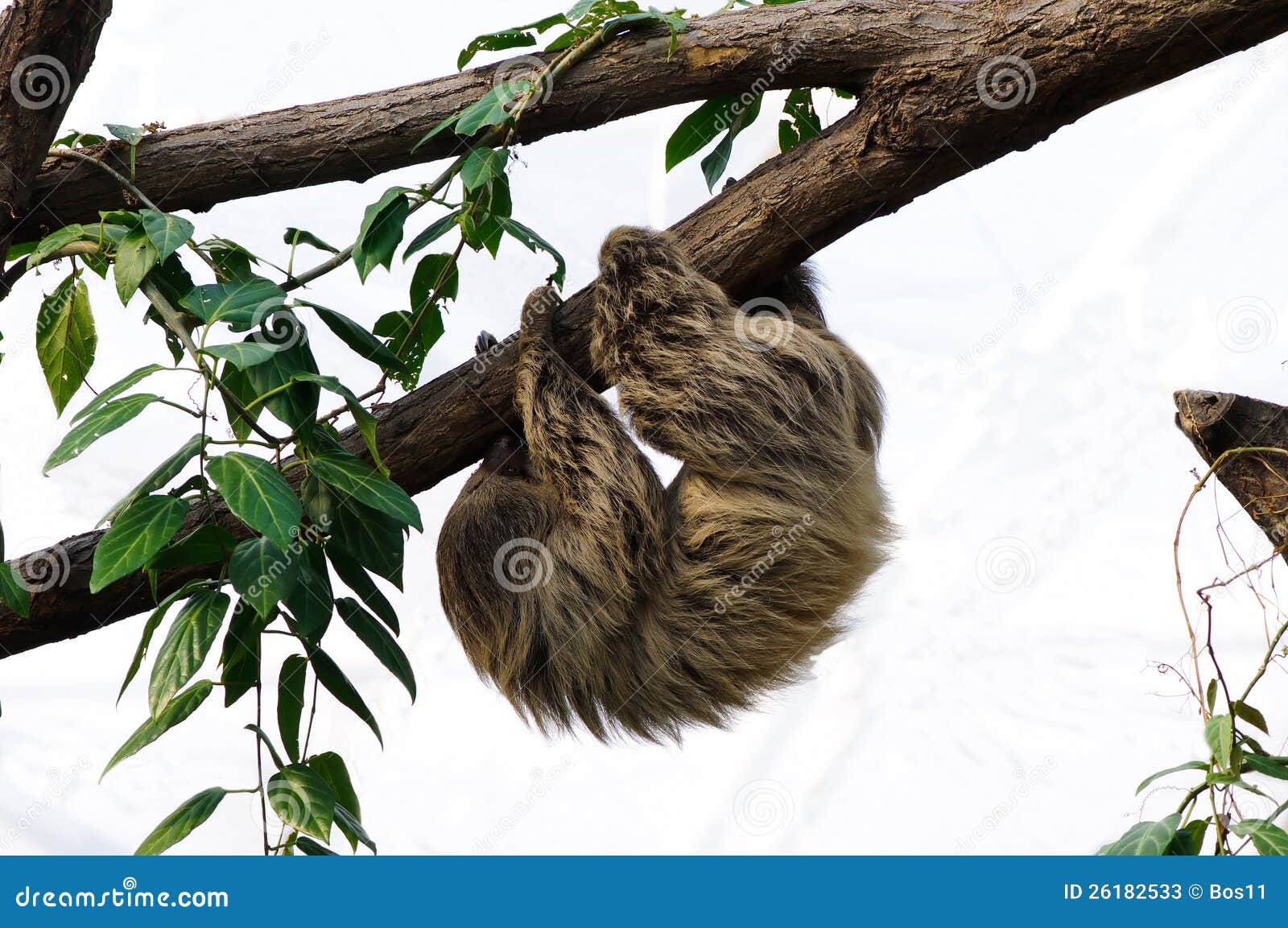 Linnaeuss Two-toed Sloth (Choloepus Didactylus) Stock Image - Image ...