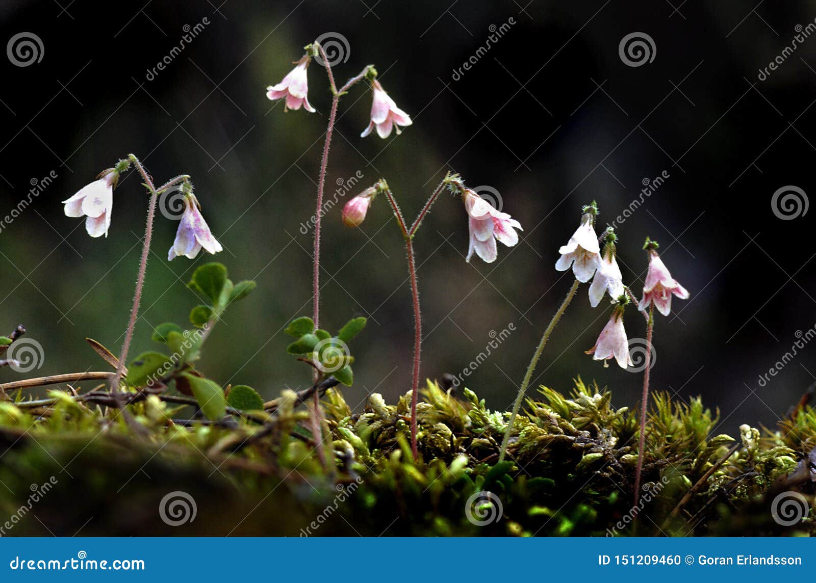 Linnea Flower Stock Photos - Free & Royalty-Free Stock Photos from ...