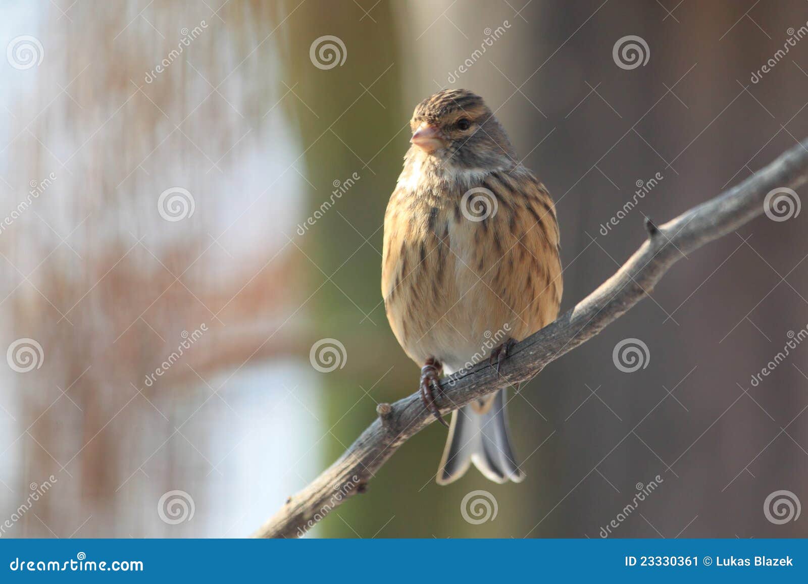 Linnet stock image. Image of branch, linnet, animal, finch - 23330361