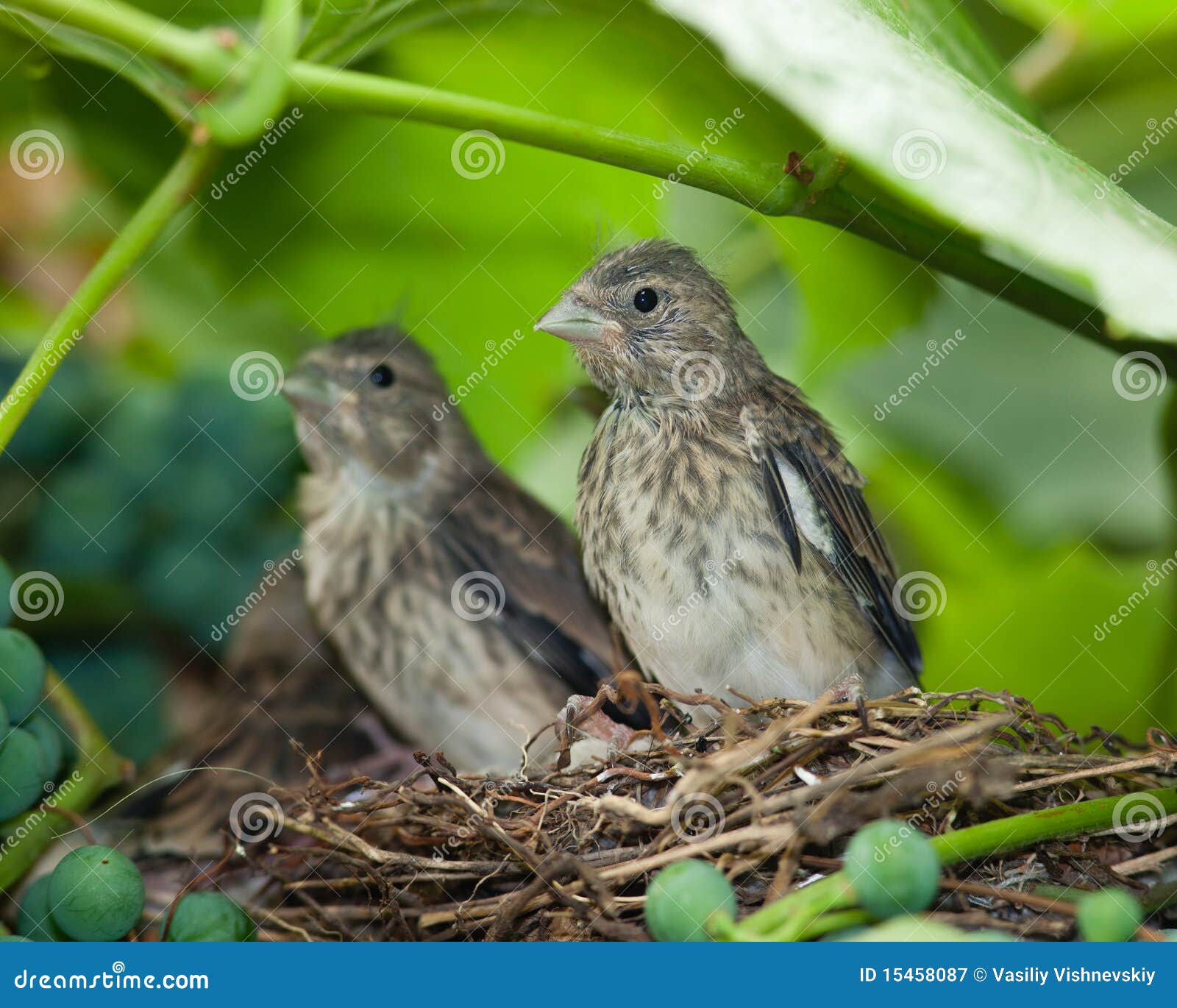 Linnet, Acanthis Cannabina, Carduelis Stock Image - Image of childhood ...