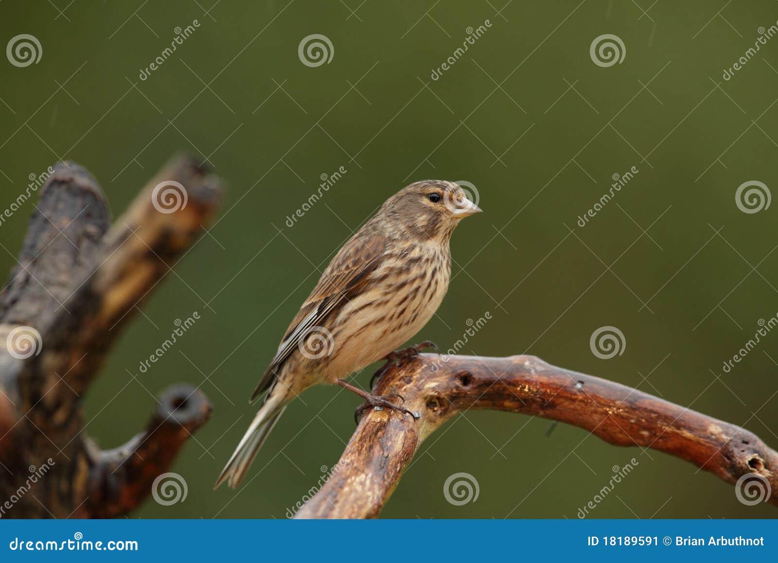 A linnet bird. stock image. Image of side, bird, feathers - 18189591