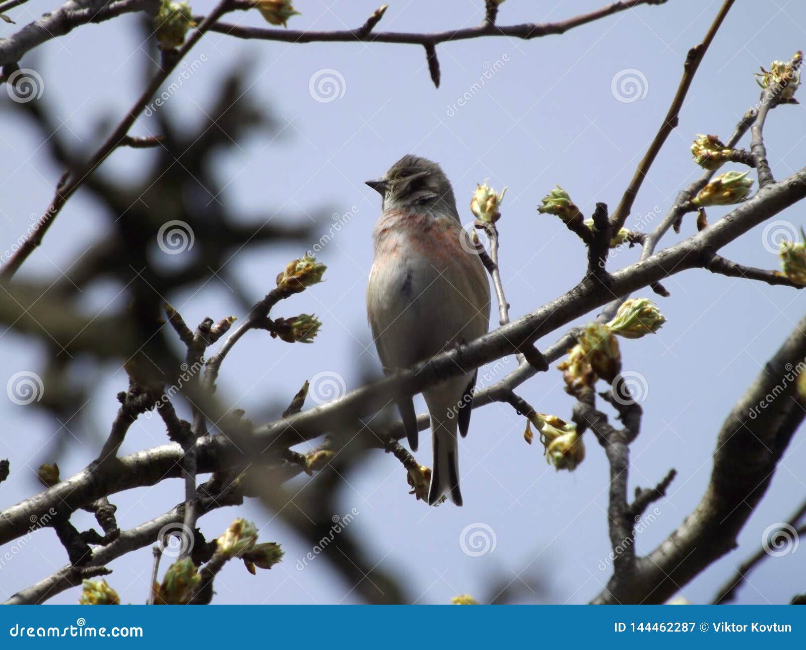 Linnet Bird on a Tree Branch Stock Image - Image of blue, common: 144462287