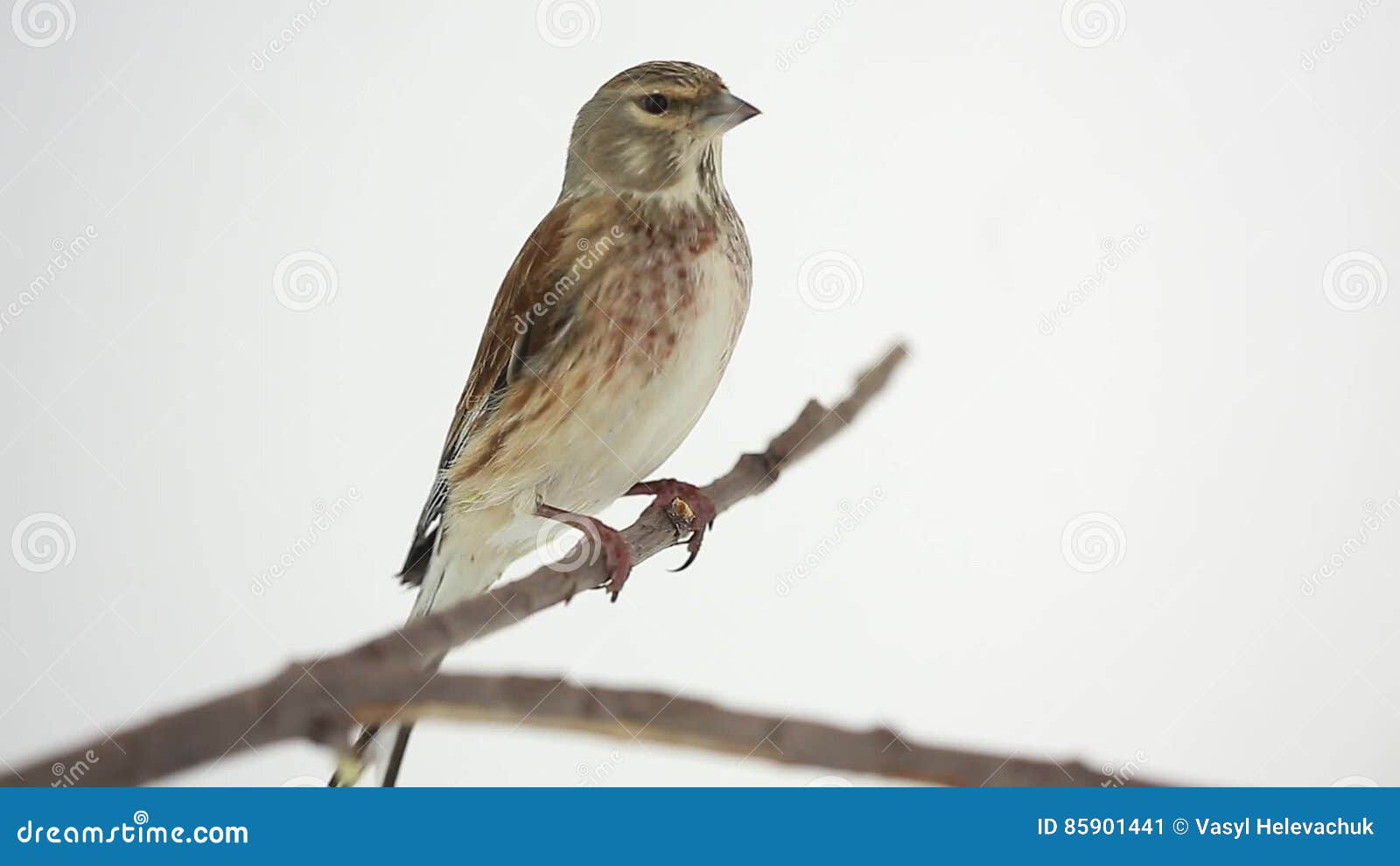Linnet on branch stock video. Video of covered, isolated - 85901441