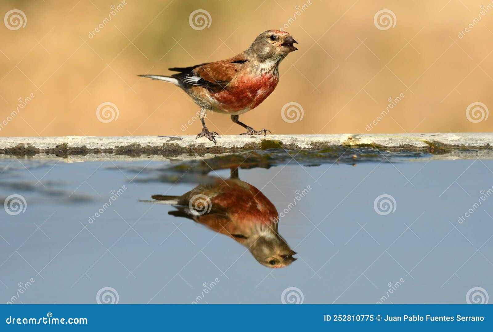 Linnet in Spring in the Field Stock Image - Image of eagle, gredos ...