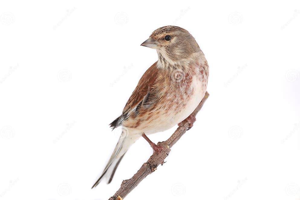 Linnet stock photo. Image of branch, acanthis, perching - 31701440