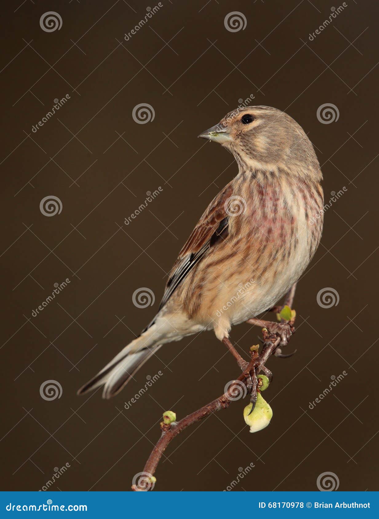 Linnet bird. stock photo. Image of finch, wildlife, covered - 68170978