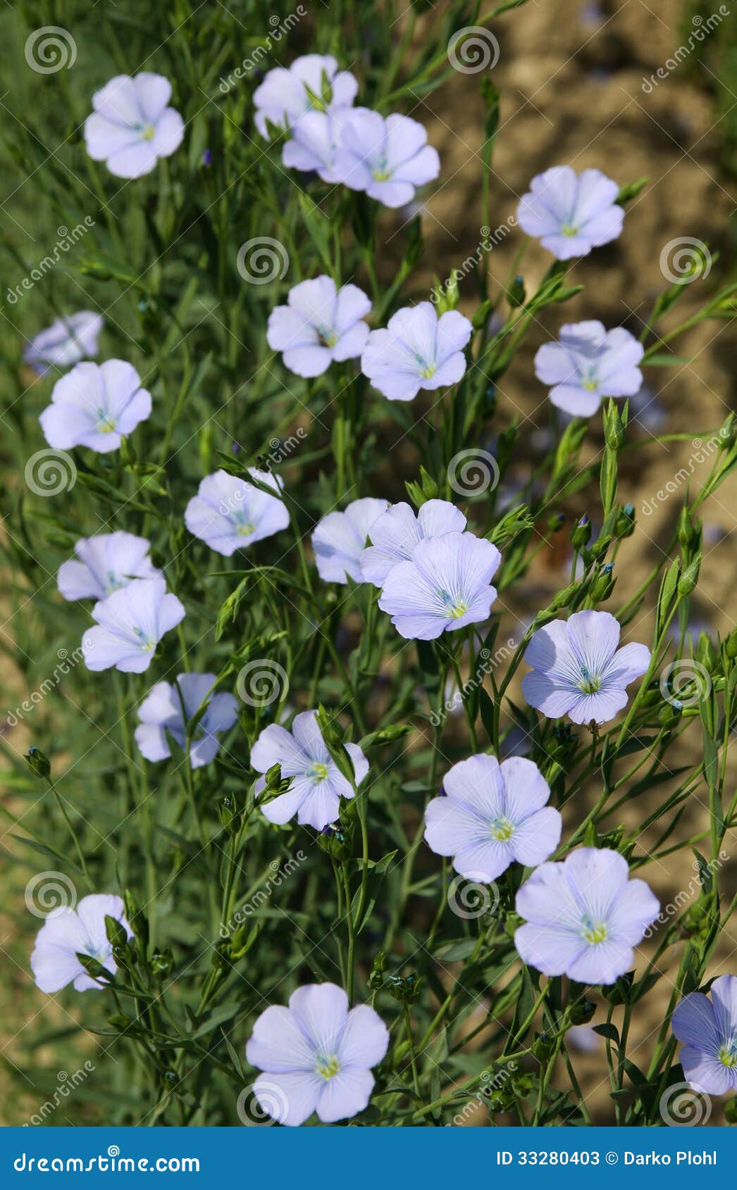 Lino imagen de archivo. Imagen de linaza, crecido, planta - 33280403