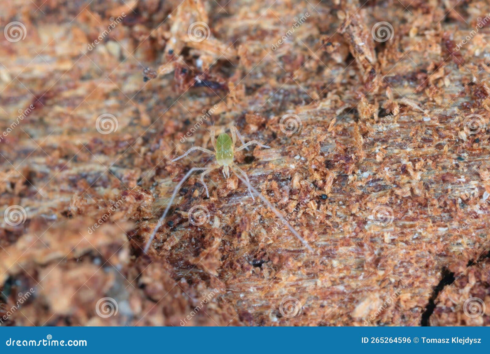 Two Miniscule Tree Frogs Cohabiting A Leaf Stock Image | CartoonDealer ...