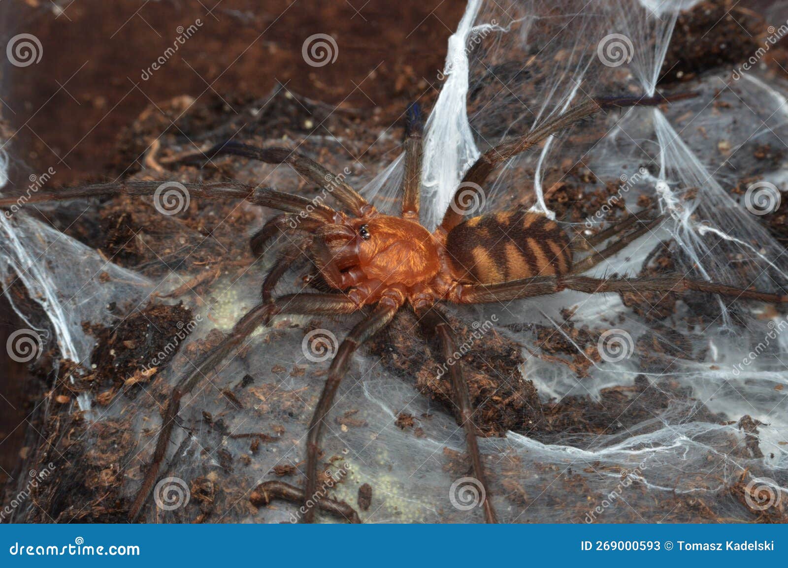 Linothele Fallax Very Fast Spider from Peru, Bolivia. Stock Image ...