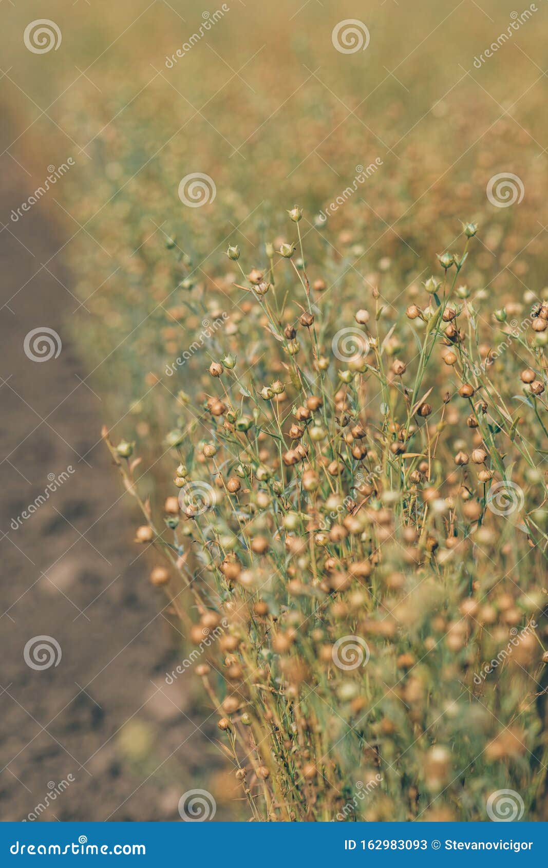 Linseed or Common Flax Crop Field Stock Image - Image of natural, field ...
