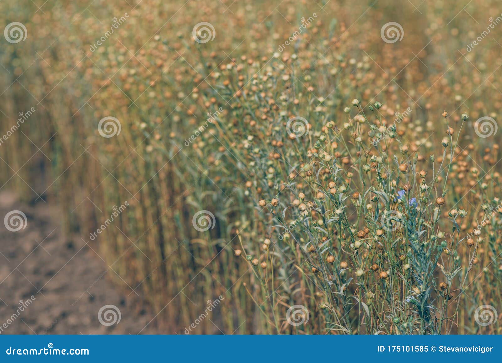 Linseed or Common Flax Crop Field Stock Image - Image of ripe ...
