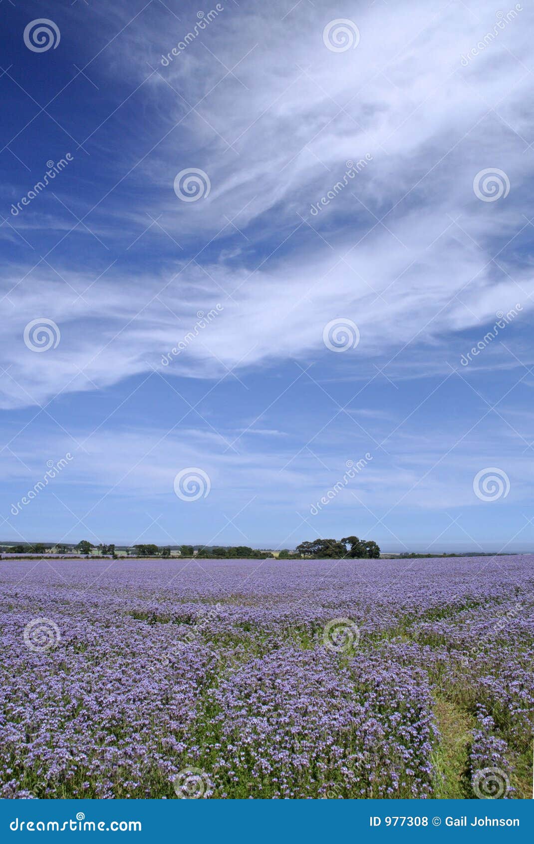 Linseed Field stock photo. Image of linseed, doddington - 977308