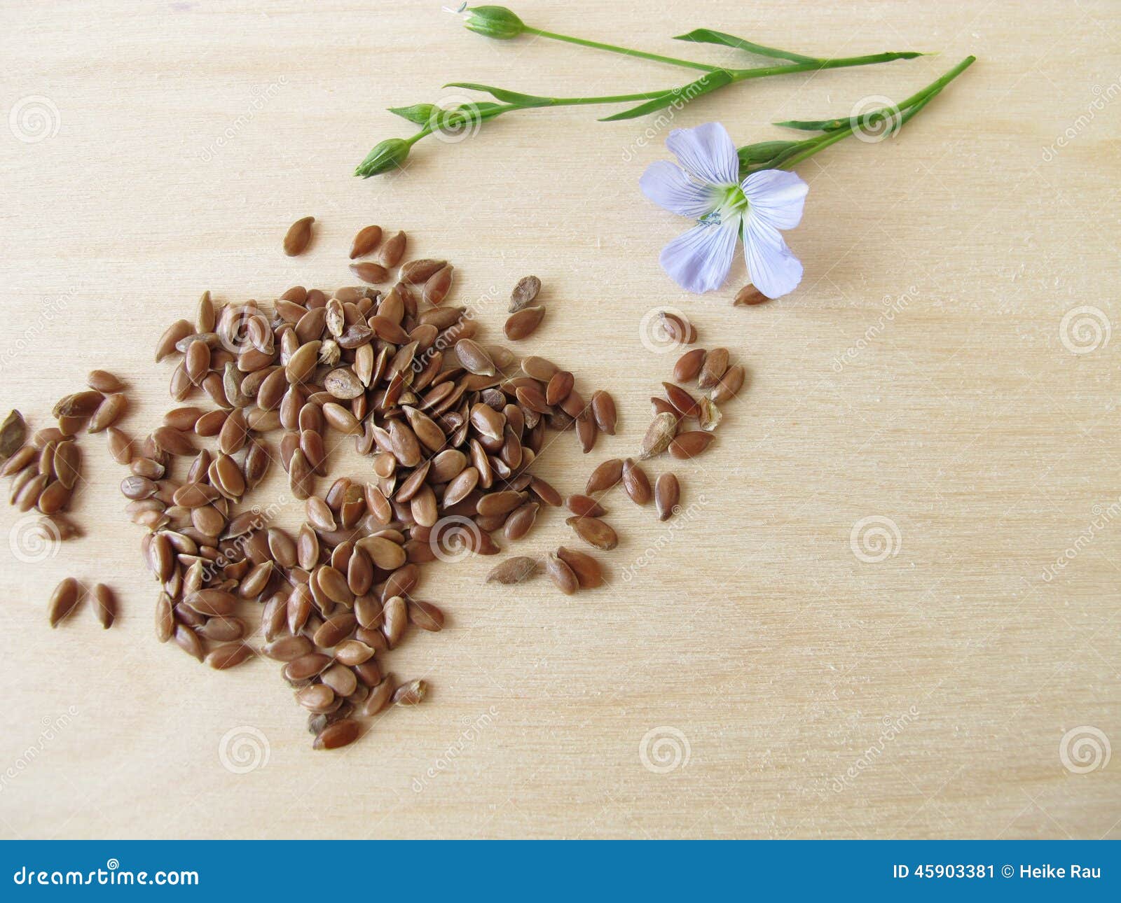 Linseed and flax flower stock image. Image of seeds, superfood - 45903381