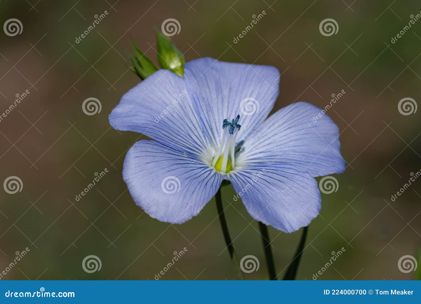 Linseed Linium Stock Photos - Free & Royalty-Free Stock Photos from ...