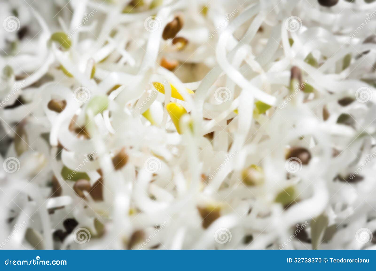 Linseed sprouts detail stock photo. Image of high, drink - 52738370
