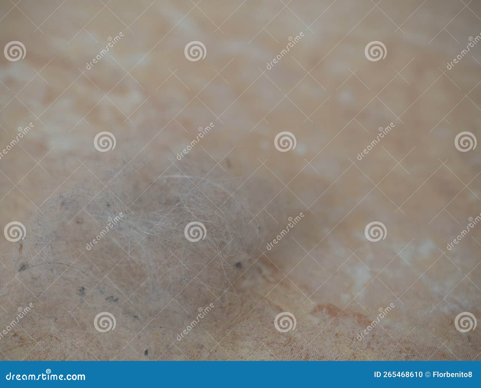 Lint in a house to clean stock photo. Image of funds - 265468610