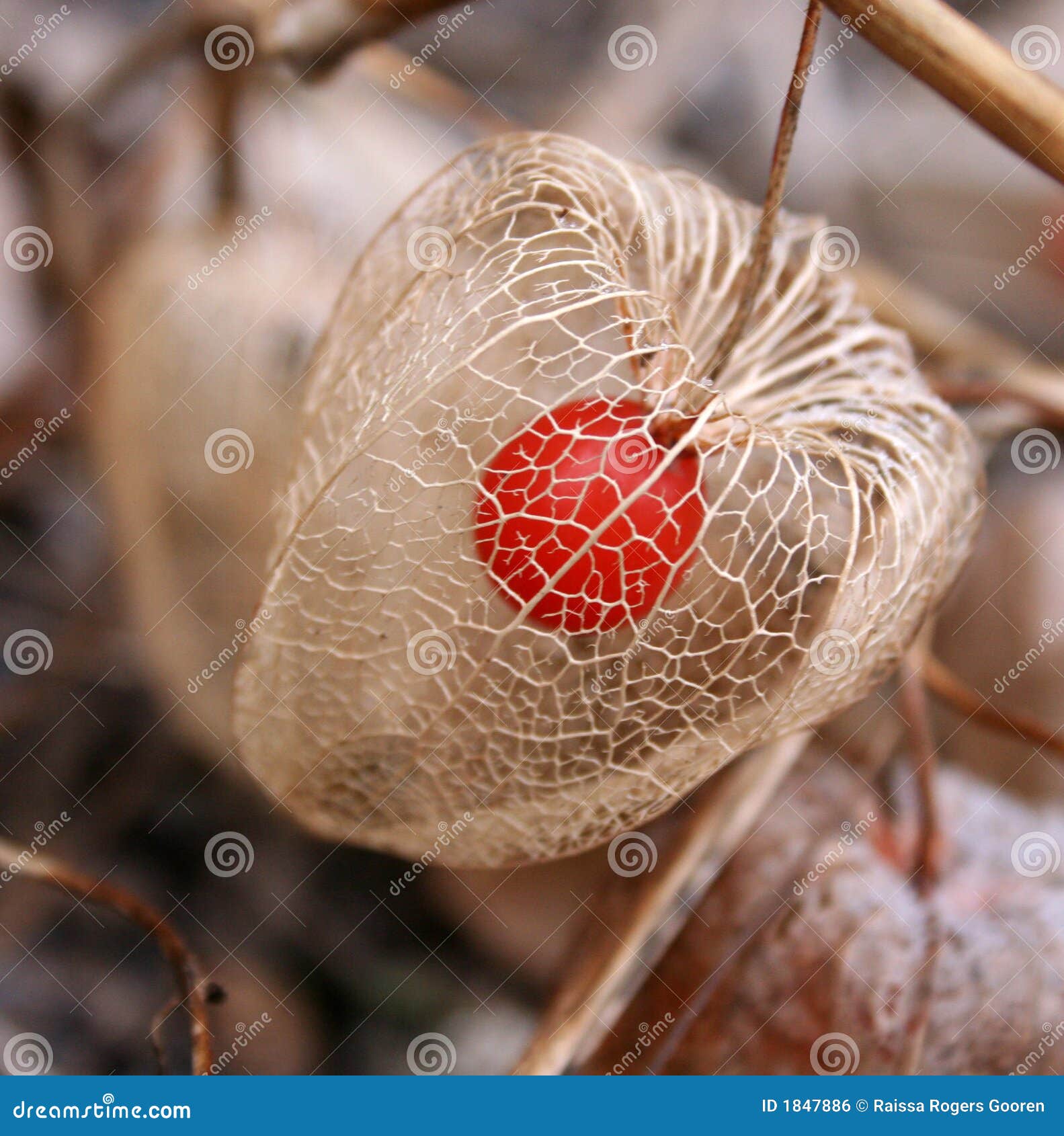 Linterna china foto de archivo. Imagen de flora, colores - 1847886