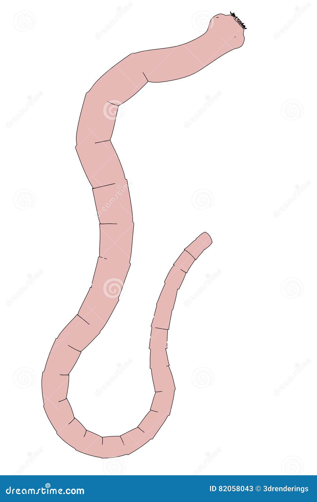 Lintworm stock illustratie. Illustration of lintworm - 82058043