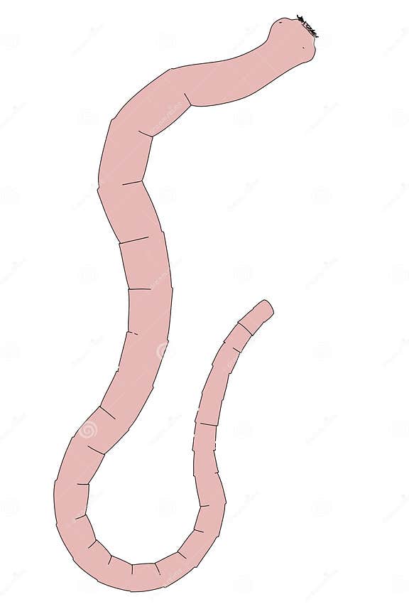 Lintworm stock illustratie. Illustration of lintworm - 82058043