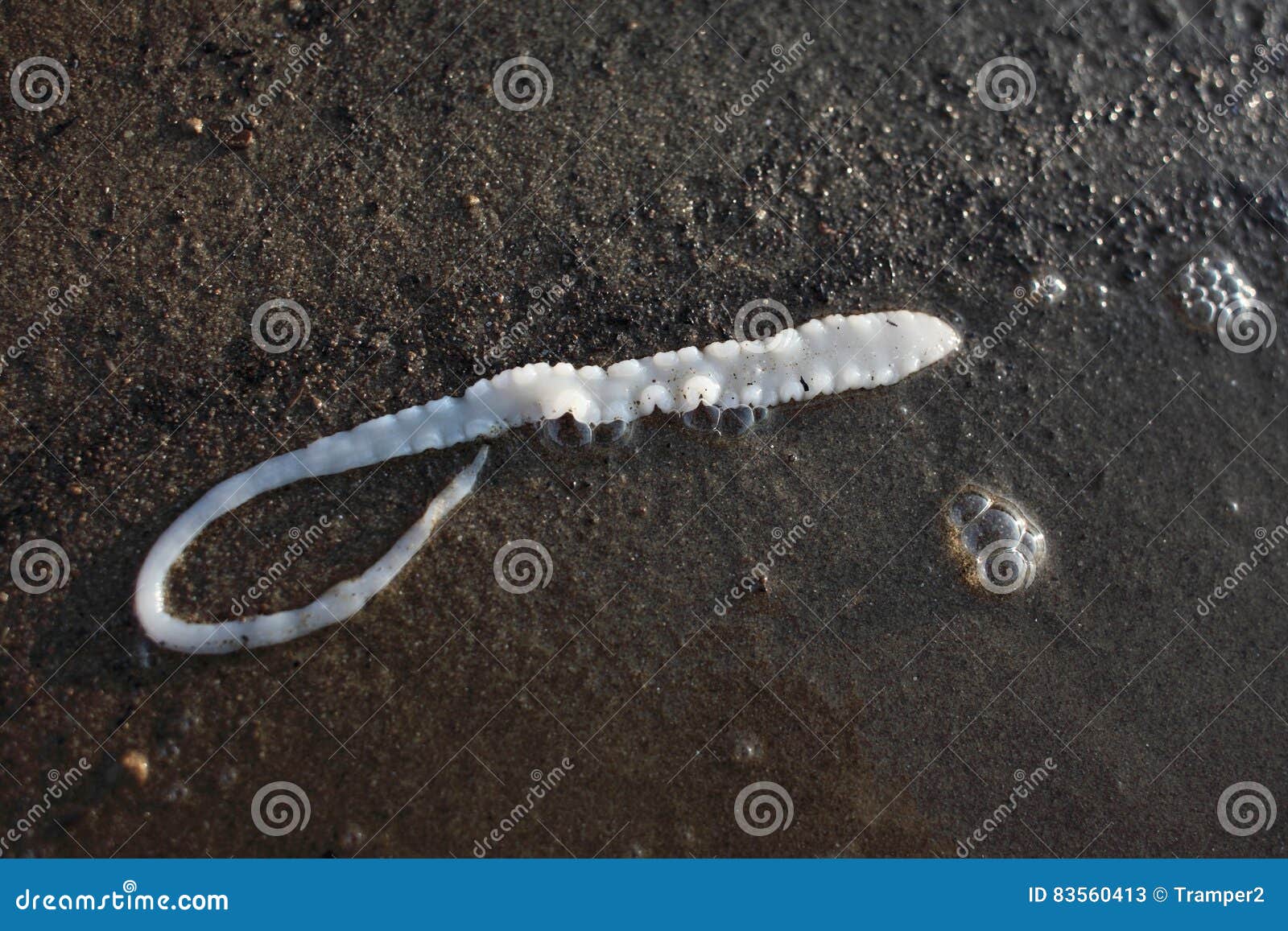 Lintworm stock afbeelding. Image of albino, parasiet - 83560413