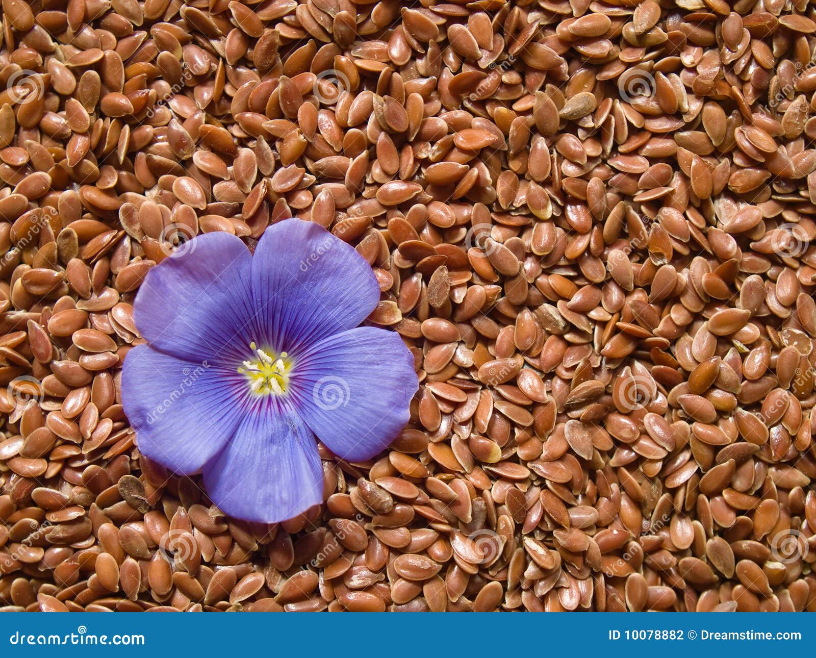 Linum Usitatissimum L. / Linseed Stock Photo - Image of food, linum ...