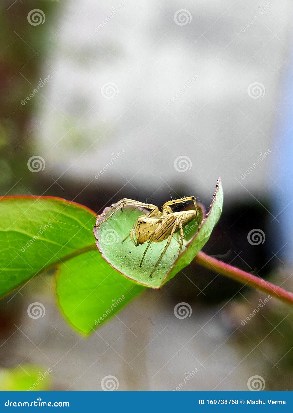 Spider In A Web Ready To Catch Insects With Detail Of Cobweb In Morning ...