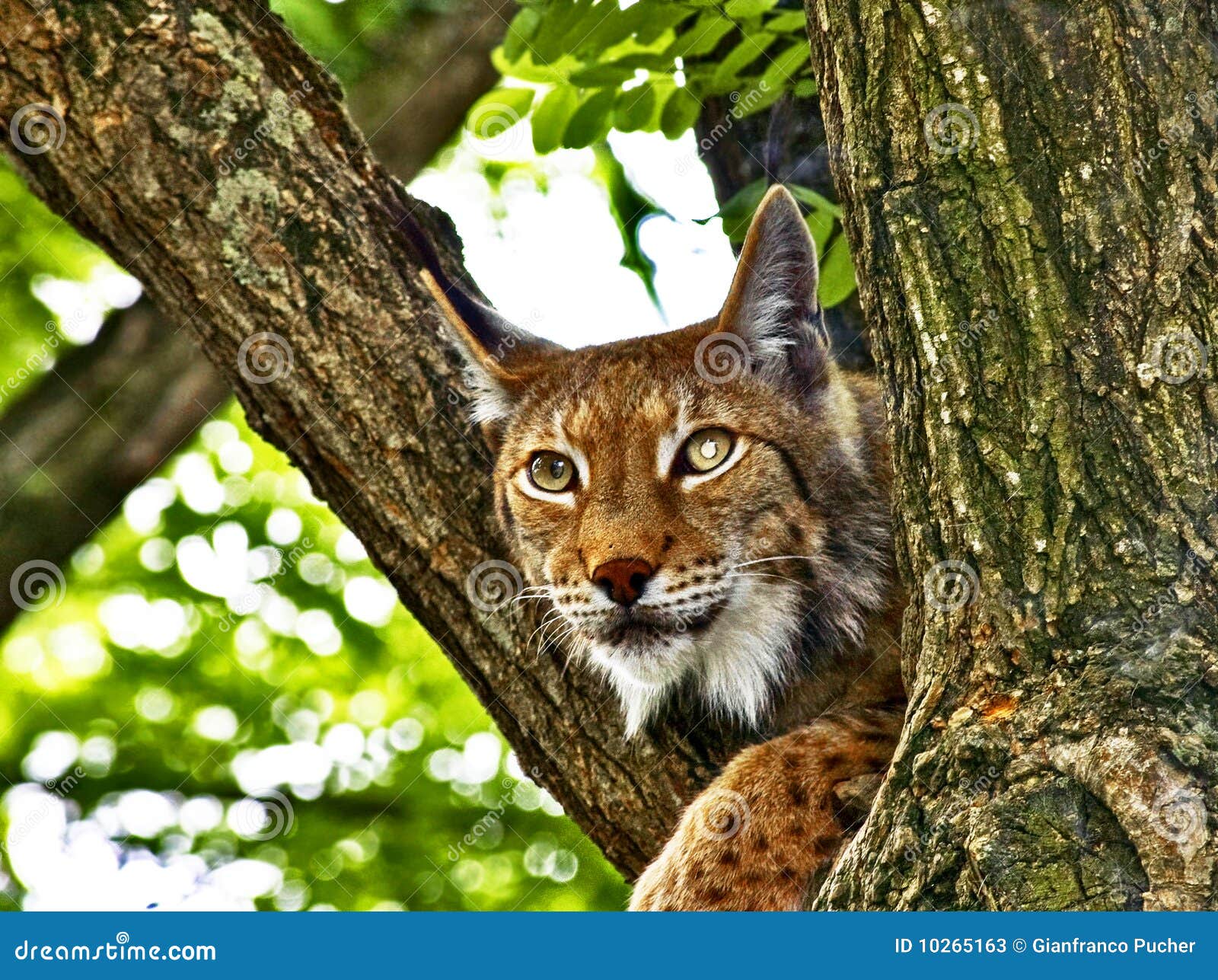Linx stock image. Image of wild, feline, eyes, bobcat - 10265163