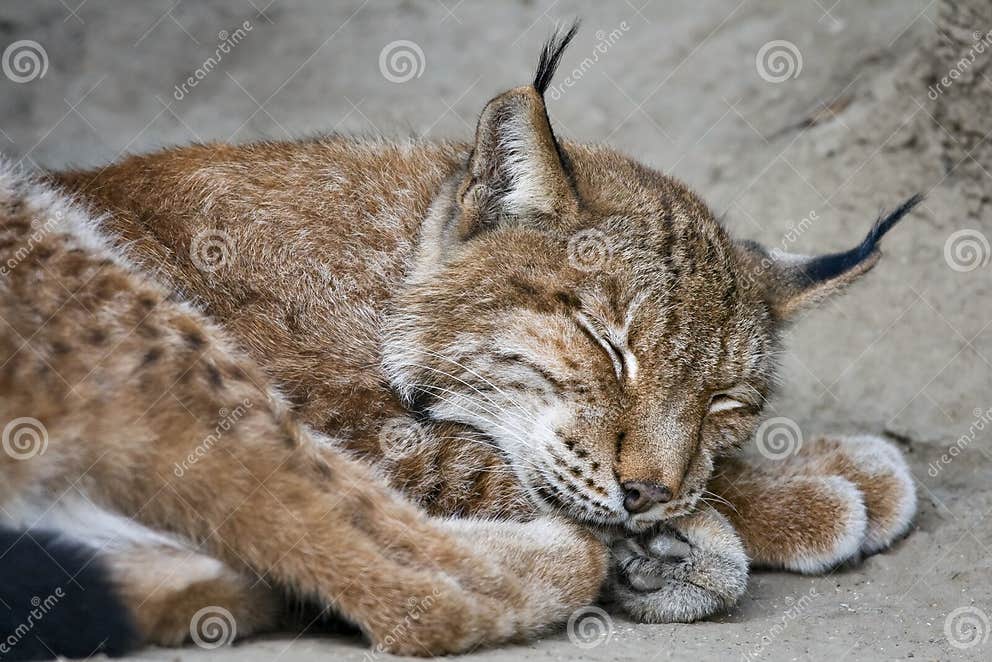 Linx stock image. Image of sleep, lazy, sleepy, wildlife - 11166677