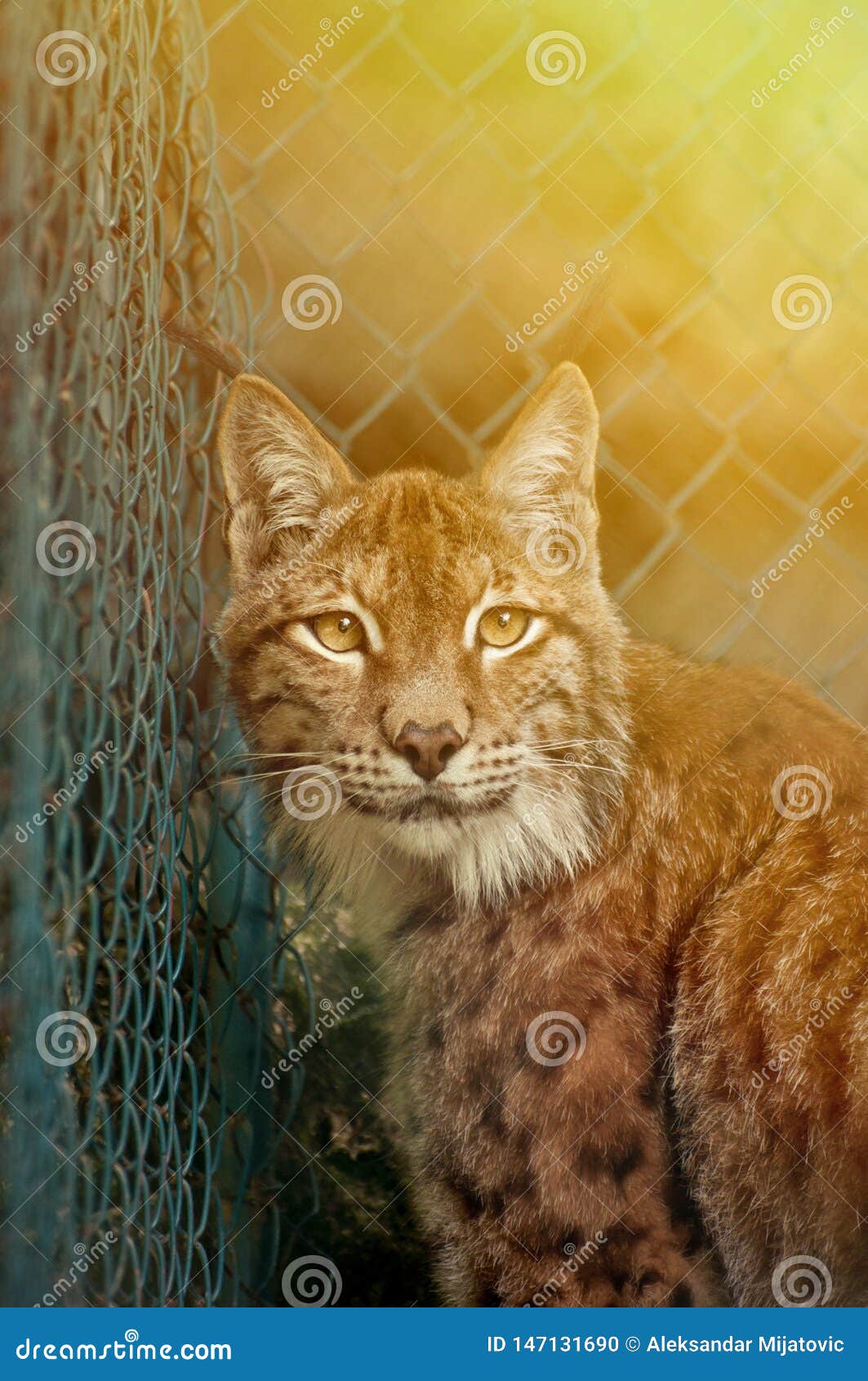 Linx portrait stock photo. Image of carnivore, looking - 147131690