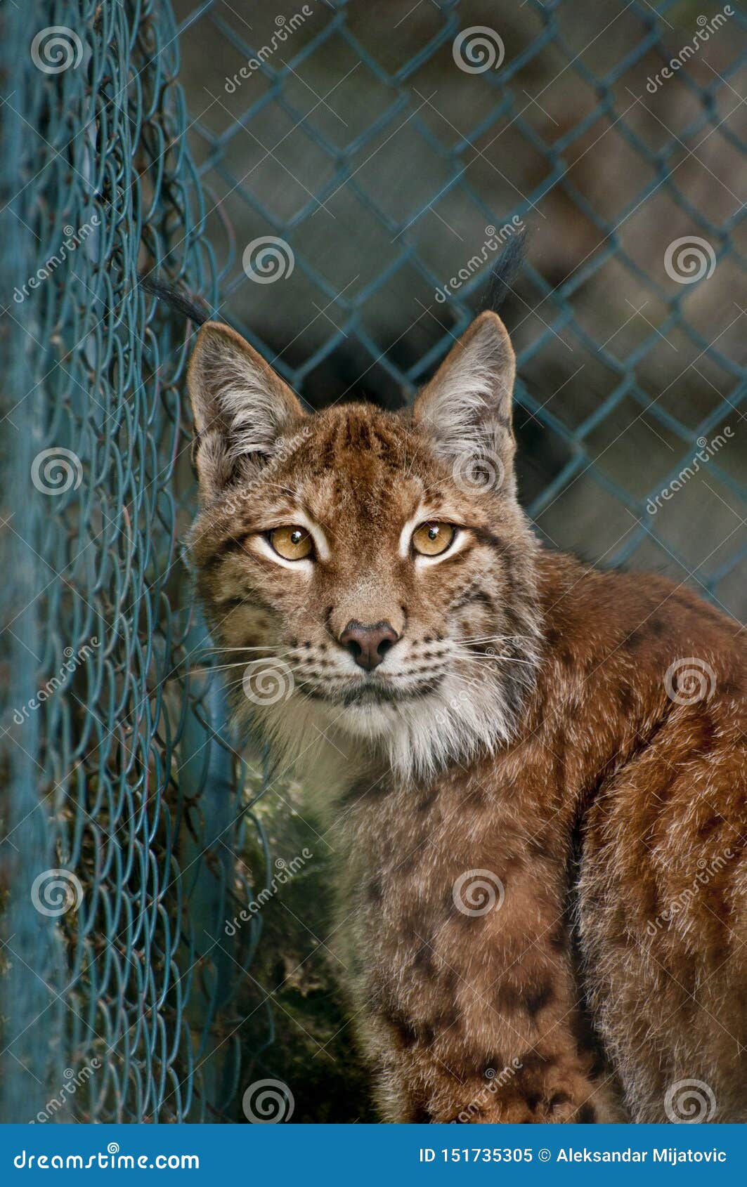 Linx portrait stock image. Image of attentive, looking - 151735305