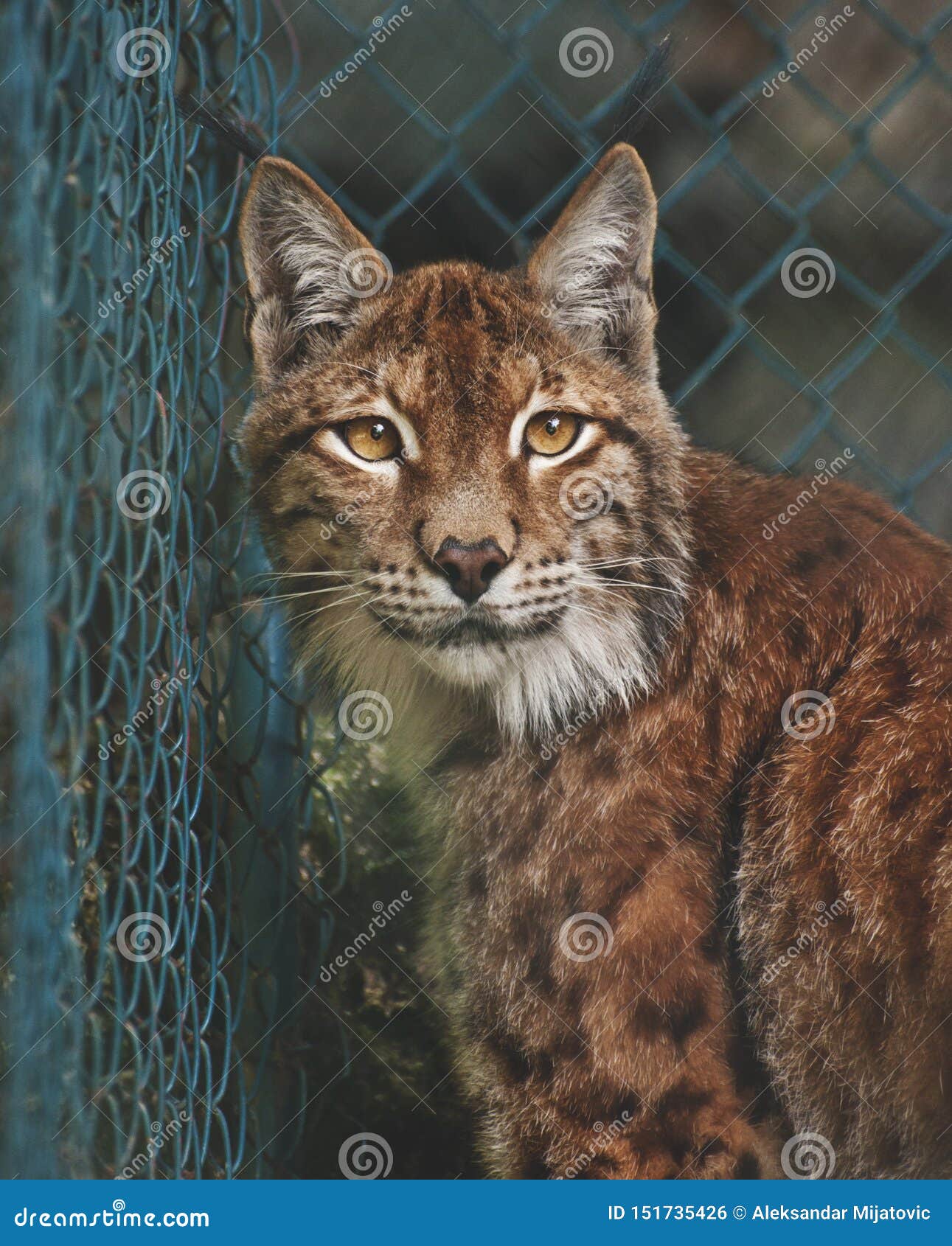 Linx portrait stock photo. Image of nature, captivity - 151735426