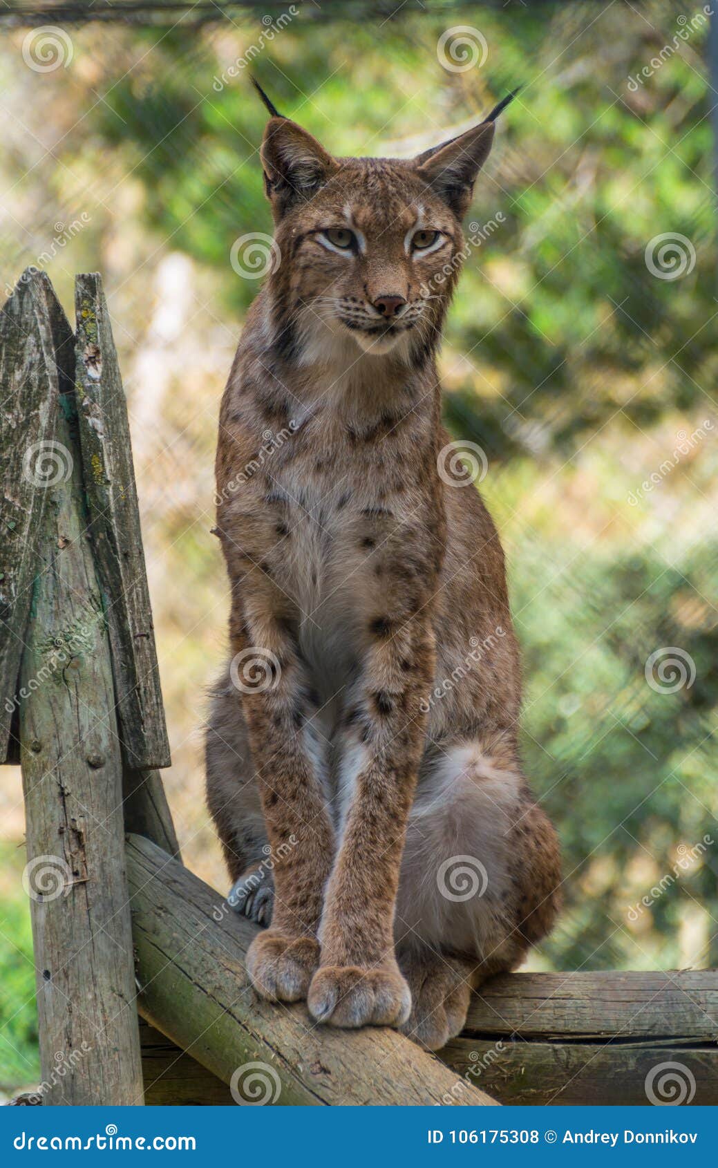 Linx Que Se Sienta En Un Registro Foto de archivo - Imagen de lindo ...
