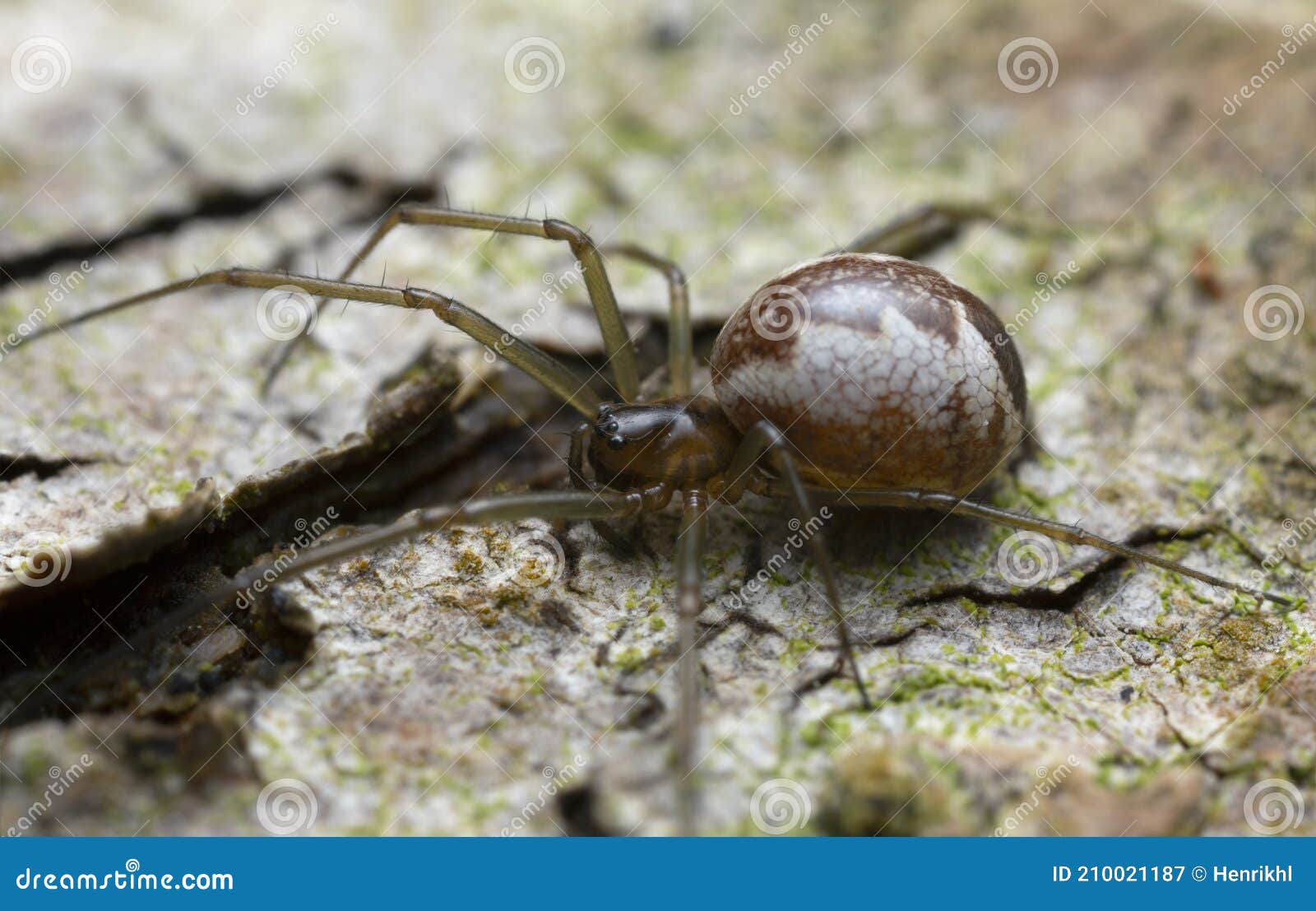 Linyphia Triangularis on Bark Stock Image - Image of environment ...