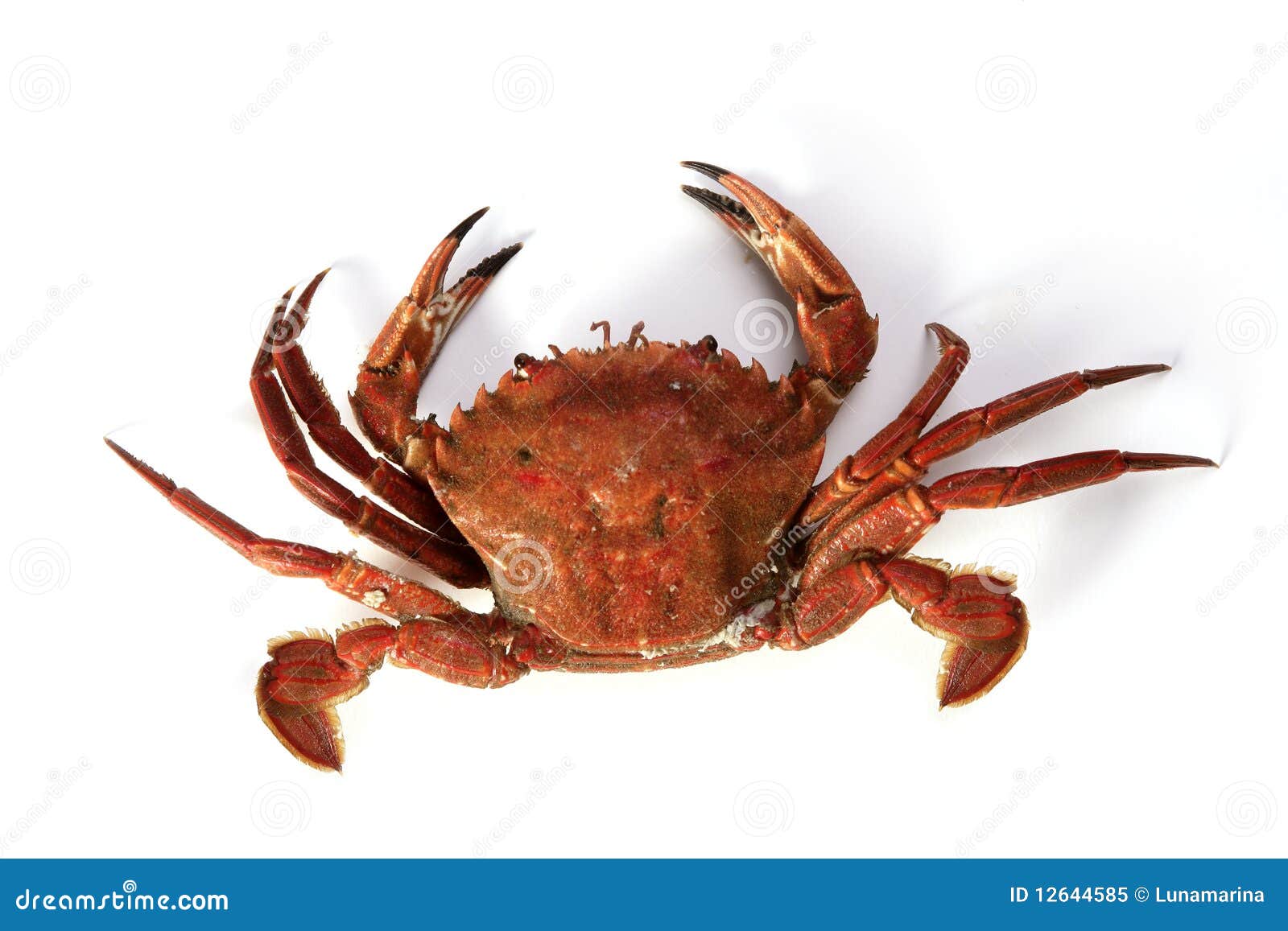Lio Carcinus Puber Crab Isolated on White Stock Image - Image of ...