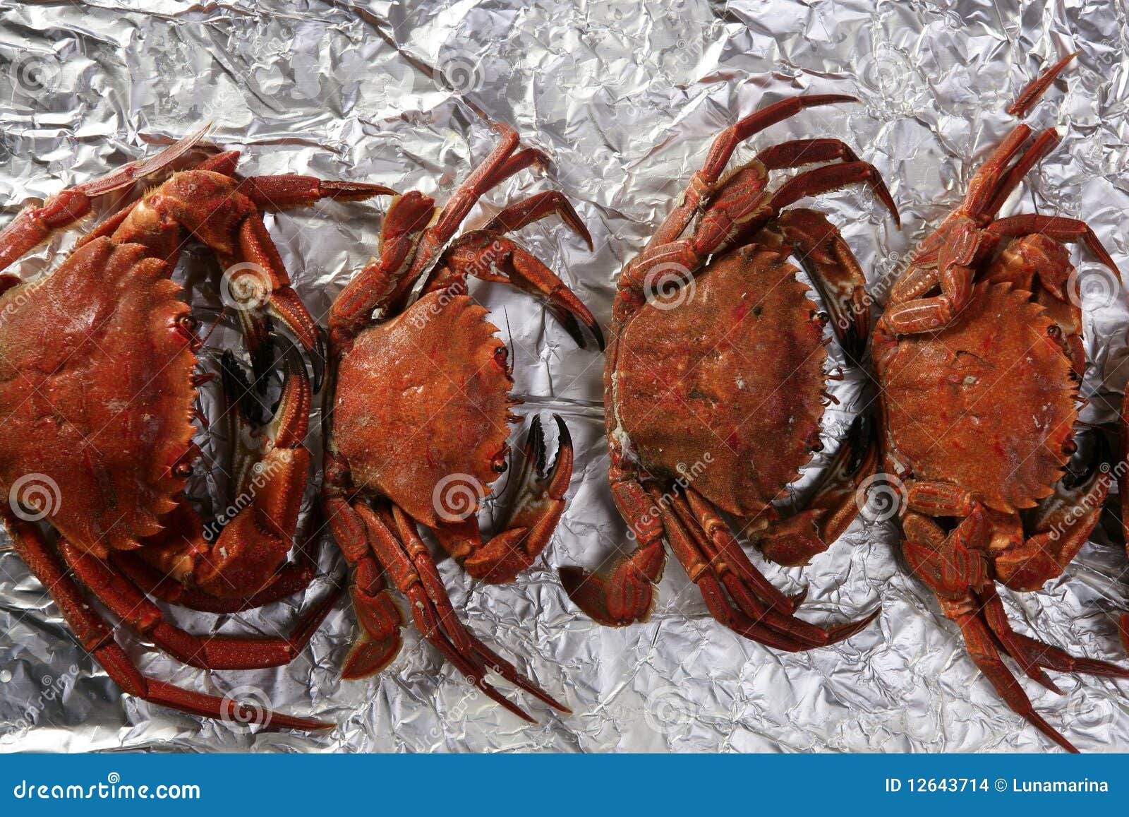 Lio Carcinus Puber Crabs Row Stock Photo - Image of nature, crab: 12643714