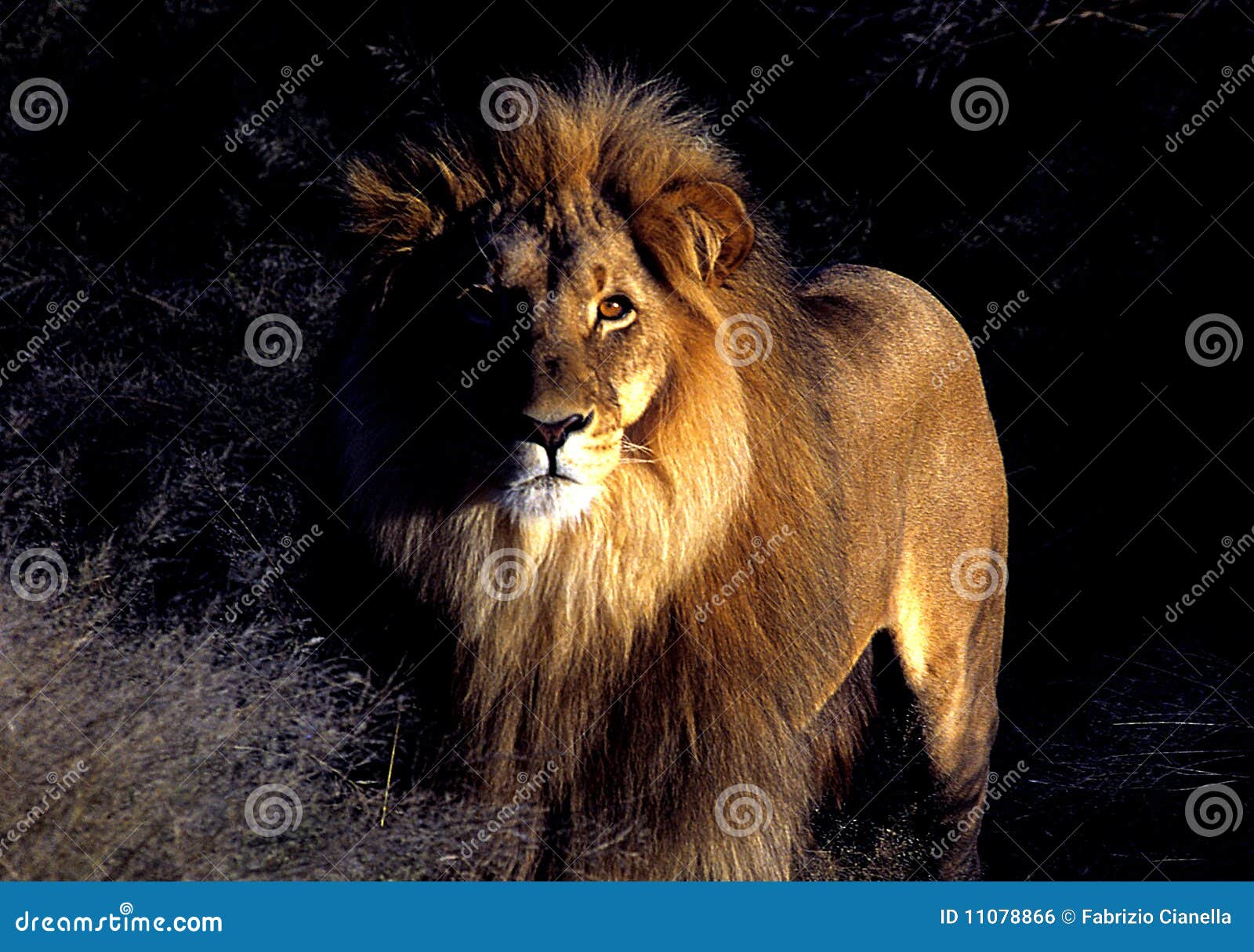 Lion stock photo. Image of wildlife, animal, predator - 11078866