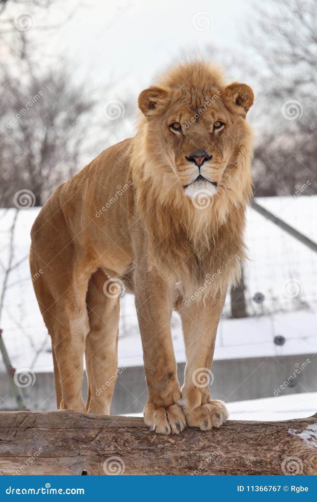 Lion stock image. Image of nature, lion, wild, winter - 11366767